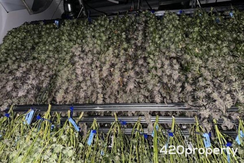 Denver Dispensary Business For Sale | 420 Property Denver, CO, USA